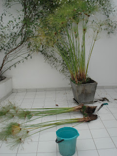 Reverdir **JARDINERIA Y PAISAJISMO**: PAPIROS. DIVISION DE MATAS