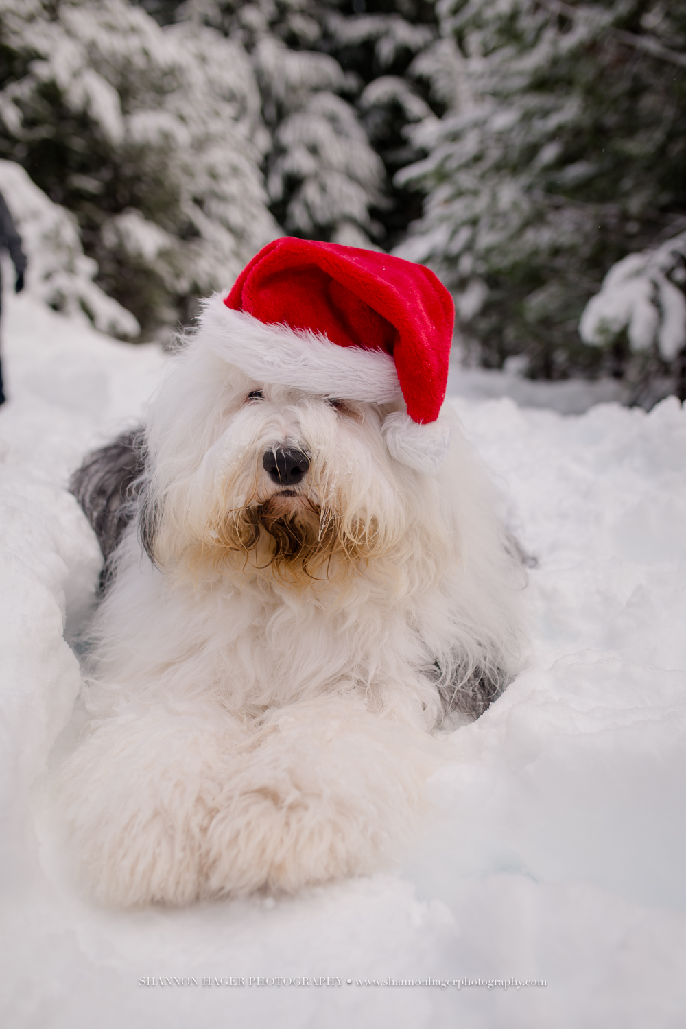 SnowDowne Too | Old English Sheepdogs: Rembrandt's First Snow Fun | Mt ...