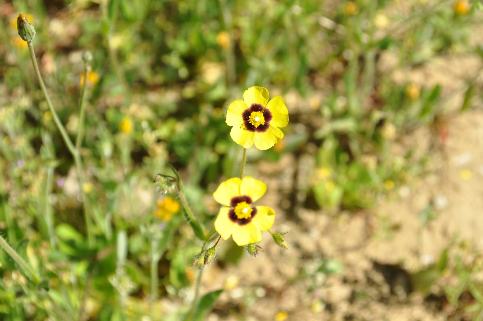 RioYeguas: Hierba Turmera, Tuberaria guttata