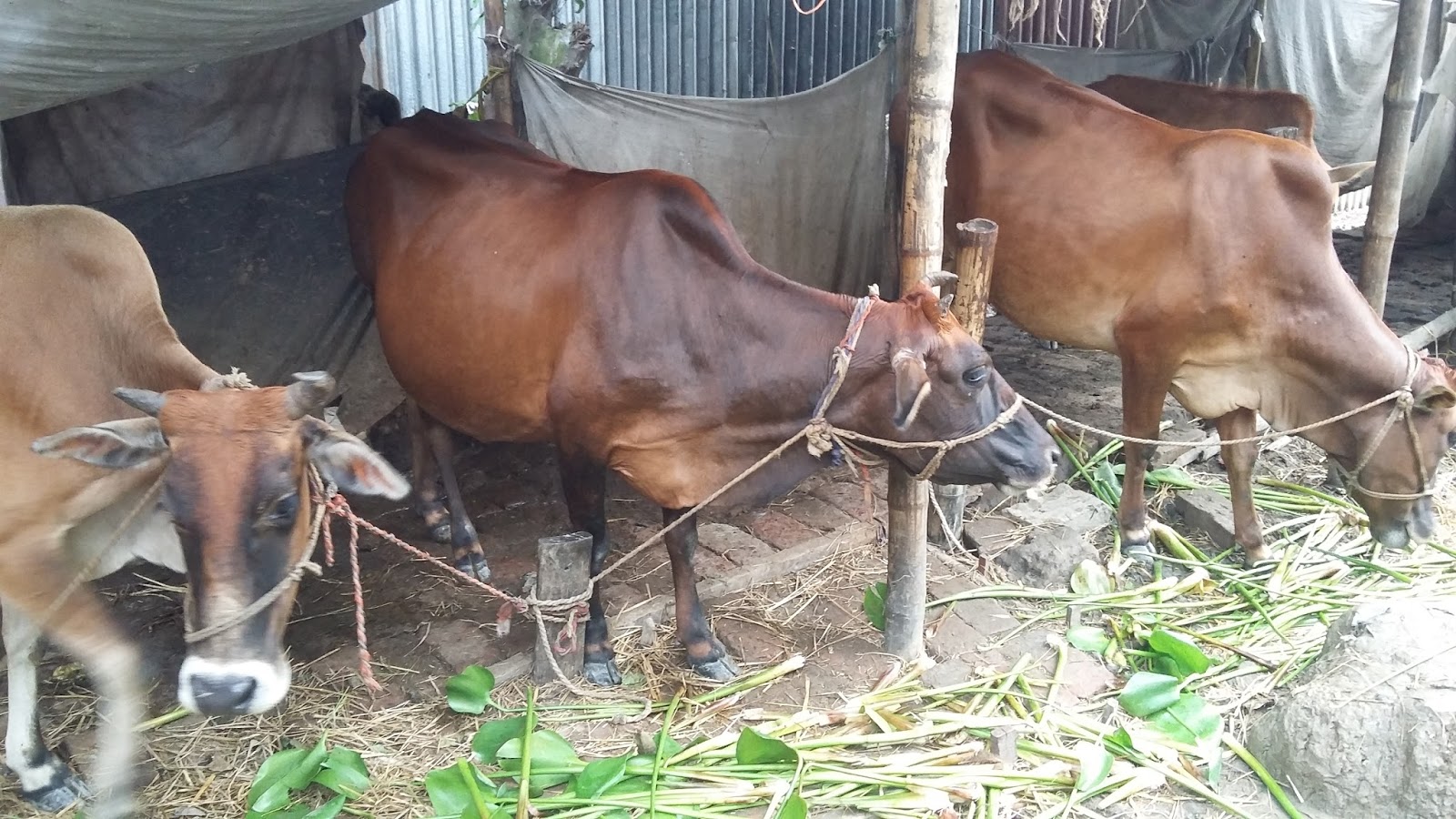 Kurbani Goru - Qurbani Cow - Eid Ul Azha Animal: Chagol Price, Cow ...