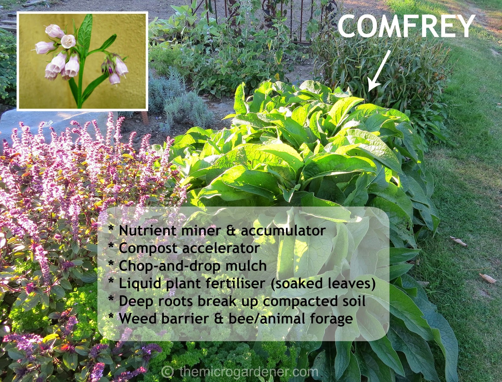 Eudlo Seed Savers Group