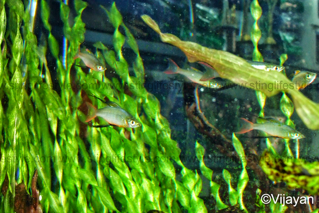 CHENNAI FREE CLASSIFIEDS: Thread Fin Rainbow fish | Feather Fin Rainbow ...