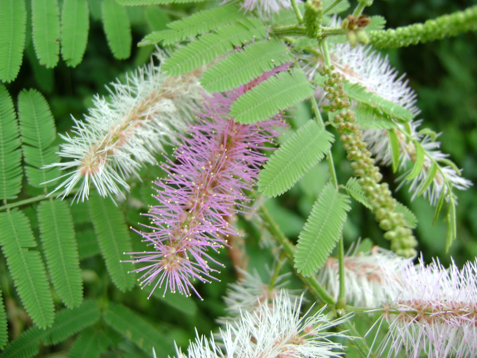 Fabaceae - Leguminosae no Brasil: Fabaceae - Mimosa invisa Mart. ex ...