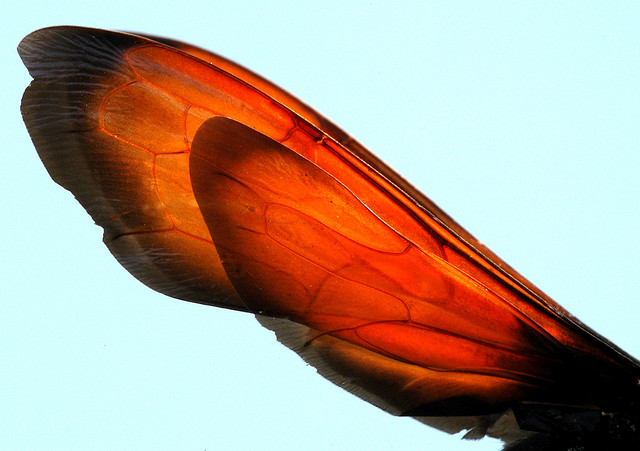 The Tarantula Hawk Wasp - Ruthless ‘Raptor’ of the Insect World | The ...