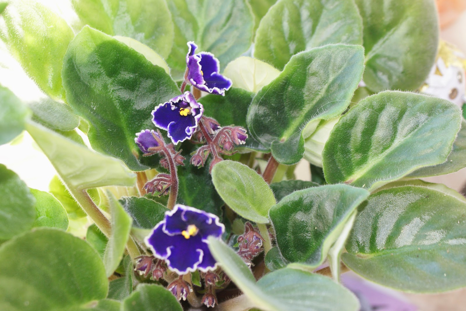 Fiołki afrykańskie