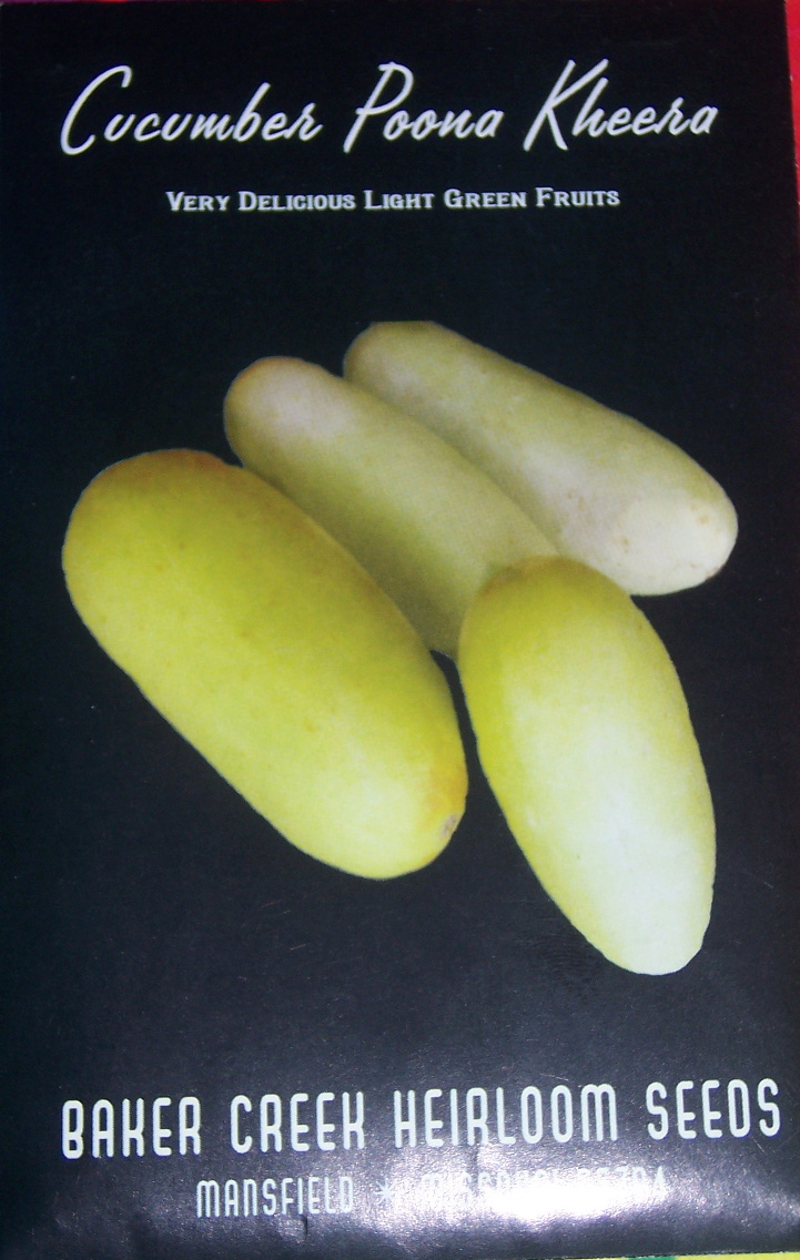 Garden Girl: Poona Kheera Cucumber