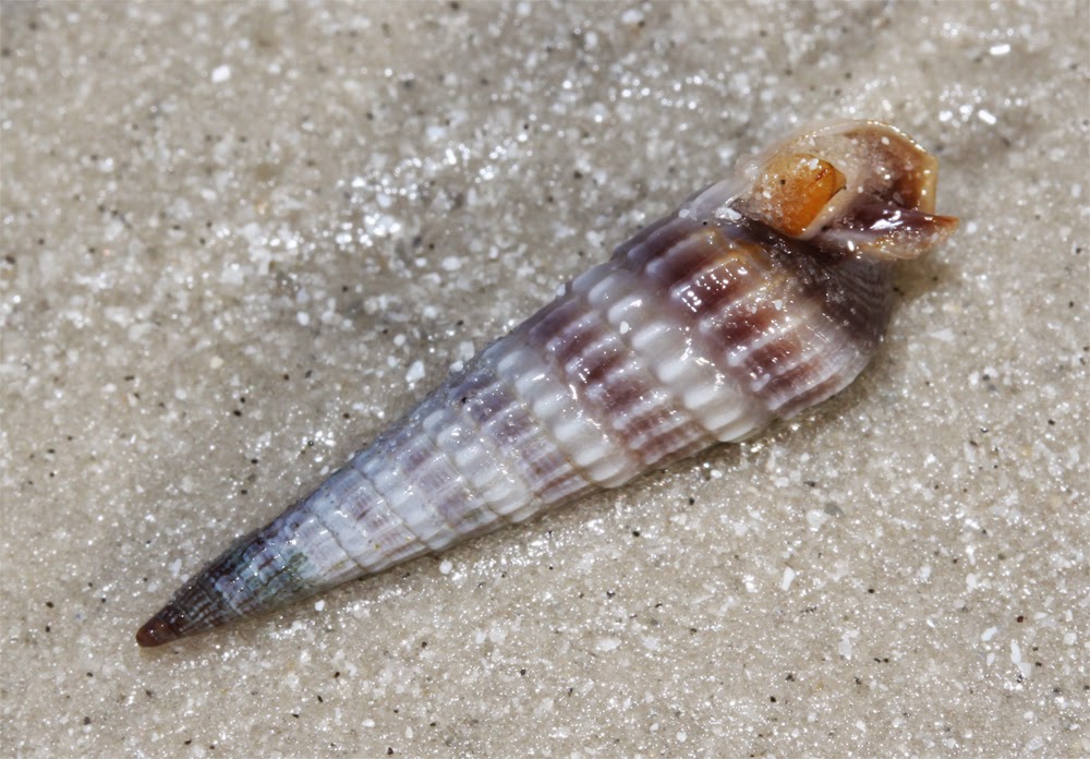 Shoreline Ramblings: Shelling on the Florida Gulf Coast in January