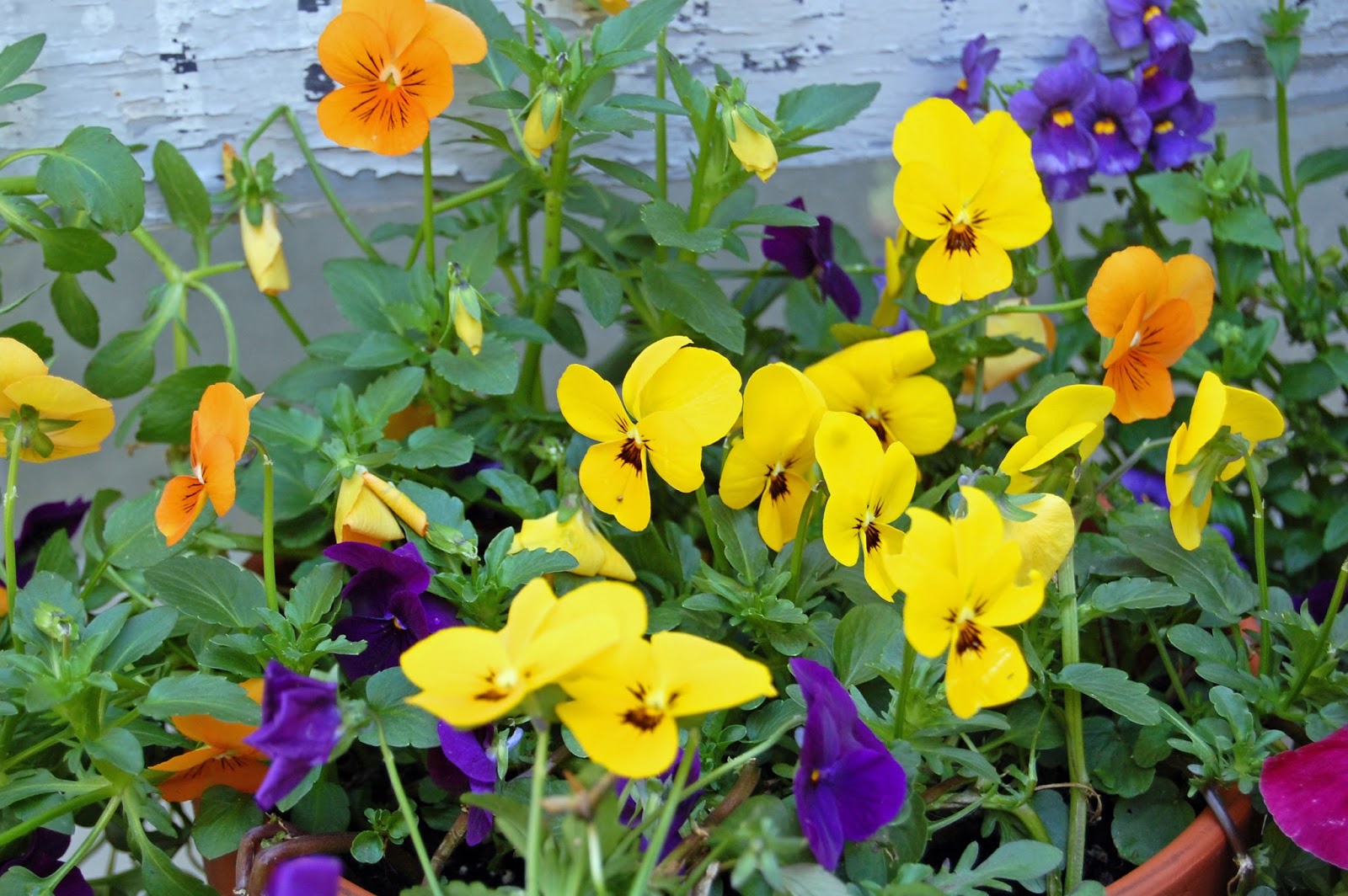 My Painted Garden: Painting Fall Pansies
