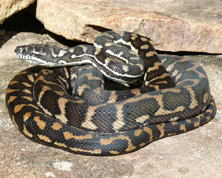 Reptiles and amphibians of South East Queensland: September 2014