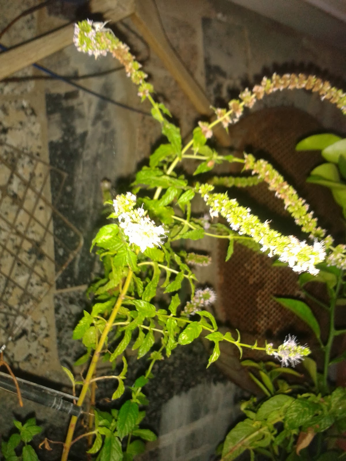 El tio yerbas: poleo - menta