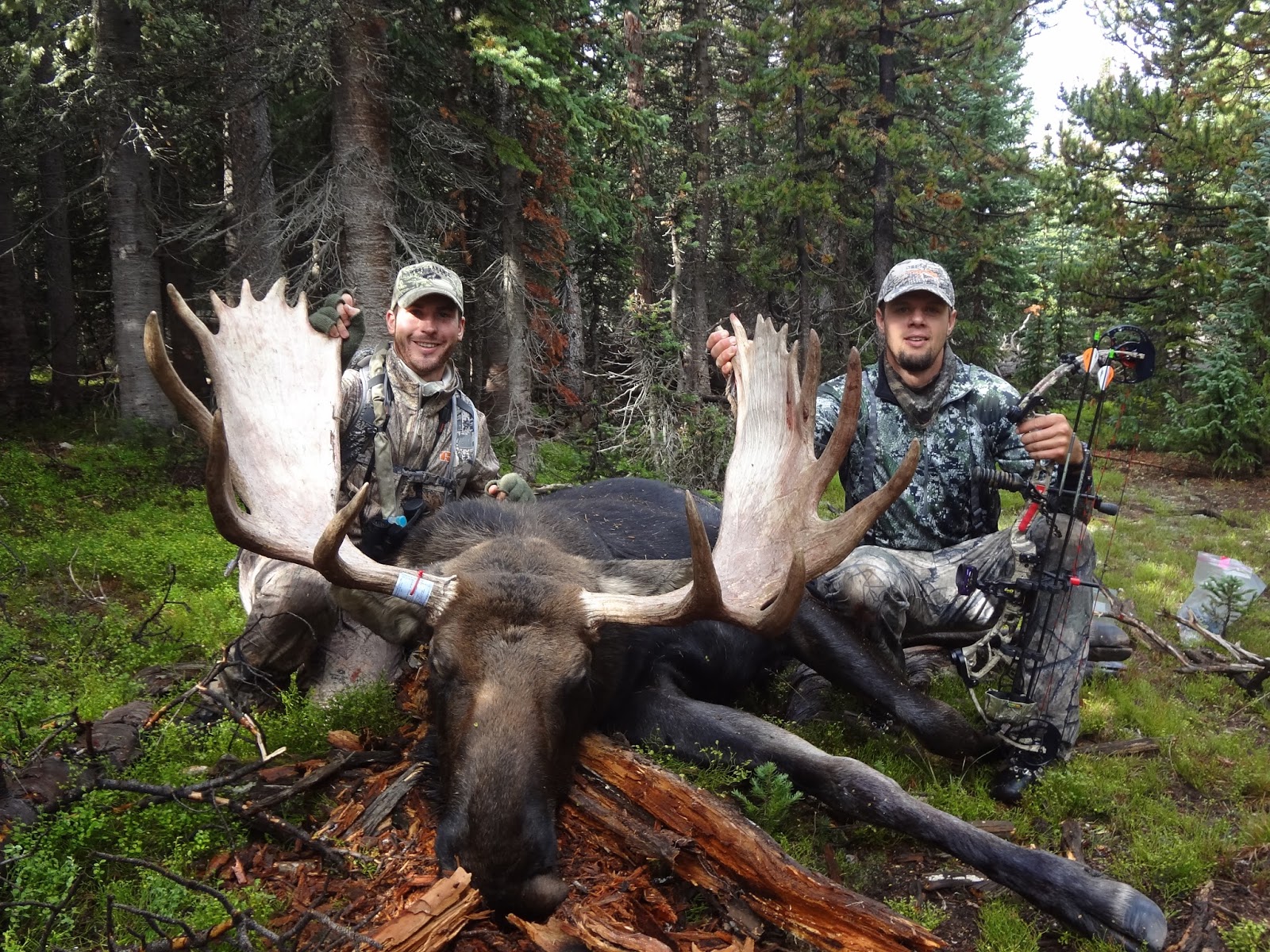 Solid Hookups: High Country CO Archery Bull Moose Hunt