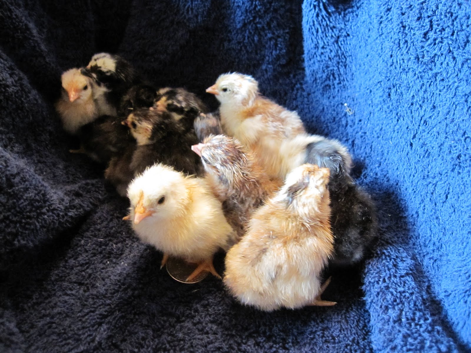 Two Sunny Days: New Serama Chicks Have Hatched :)