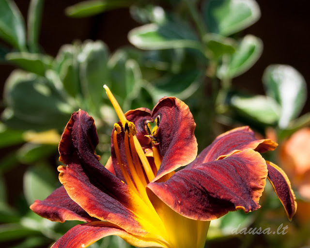 Gilės medis: Viendienė Voodoo Dancer