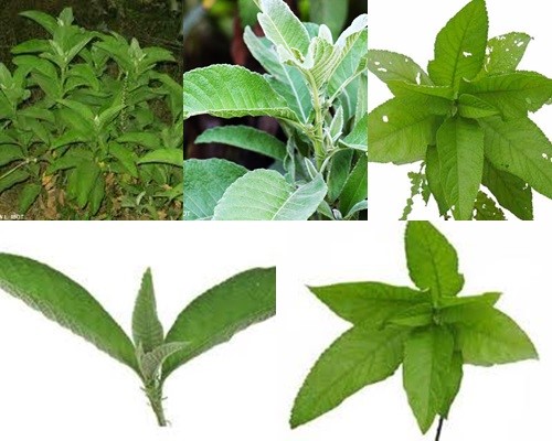 Science in Nature: INDIGENOUS MEDICINAL PLANTS AND PRACTICES IN ...