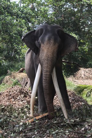 Winchester whisperer: RIP Millangoda Raja