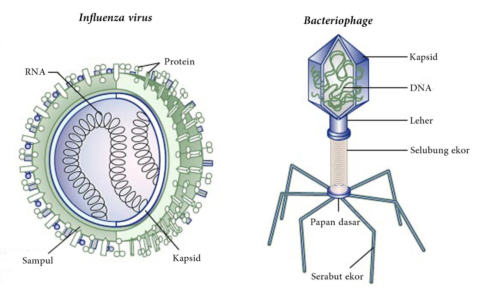 Apa itu Virus | Nawwaf. Com