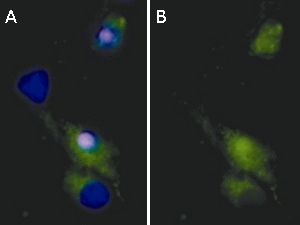 Neuromics: FLICA™ in vitro Caspase Kits for Apoptosis Assays