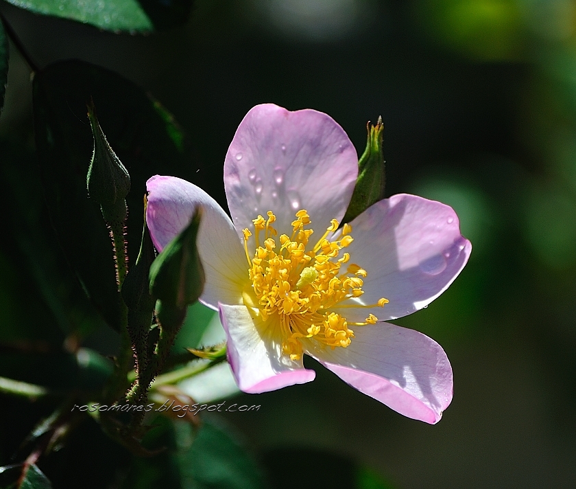 A Rose is a Rose...: From Rain To Heat - Part I