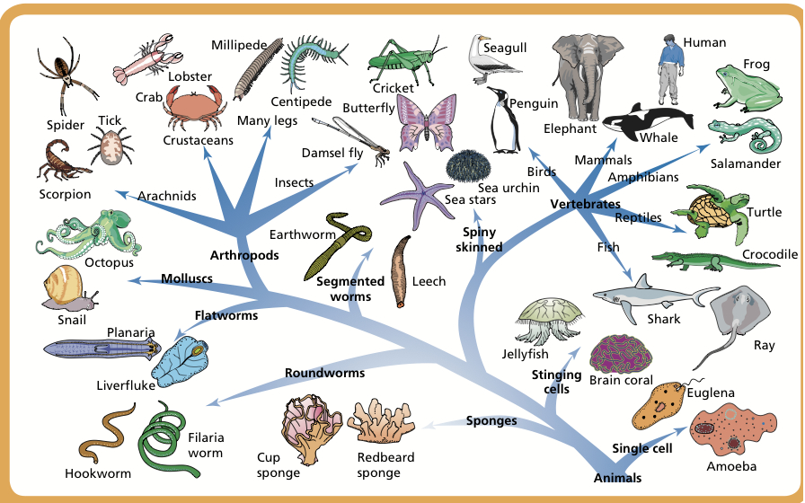 CBM CEIP PINTOR PEDRO CANO: Unit 3 (Year 2): "The Animal Kingdom"