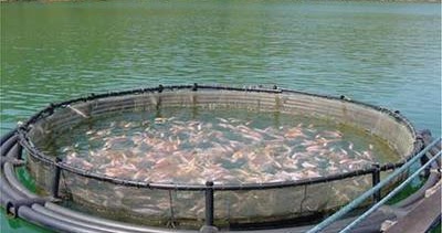 How to Start a Fish Farming Business