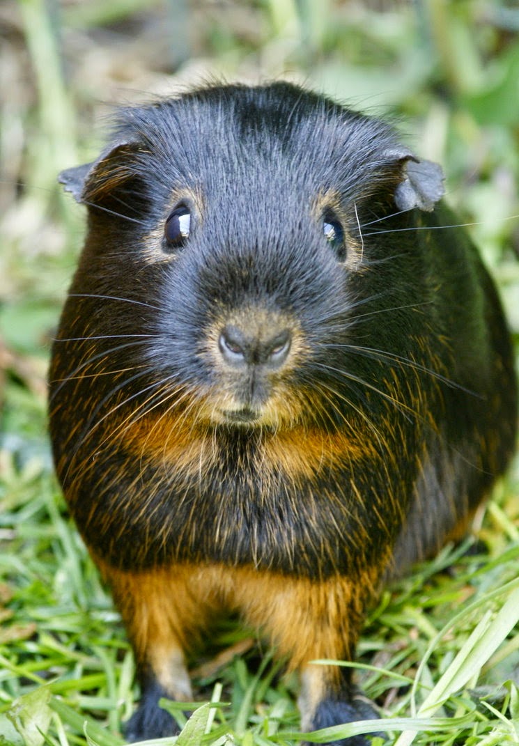 The Guinea Pig Daily