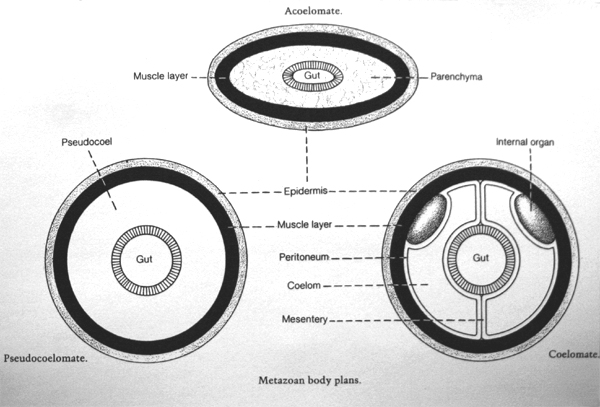 Bio World: COELOM (BODY CAVITY)