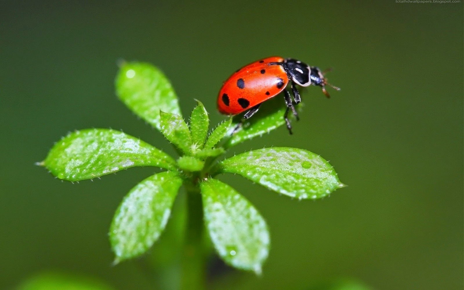 Beautiful Ladybugs Macro wallpapers