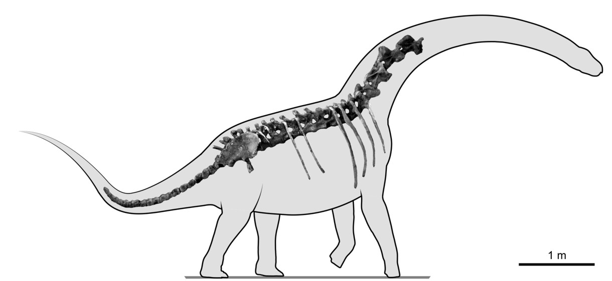 TIERRA DE DINOSAURIOS: El Overosaurus paradasorum, una nueva especie de ...