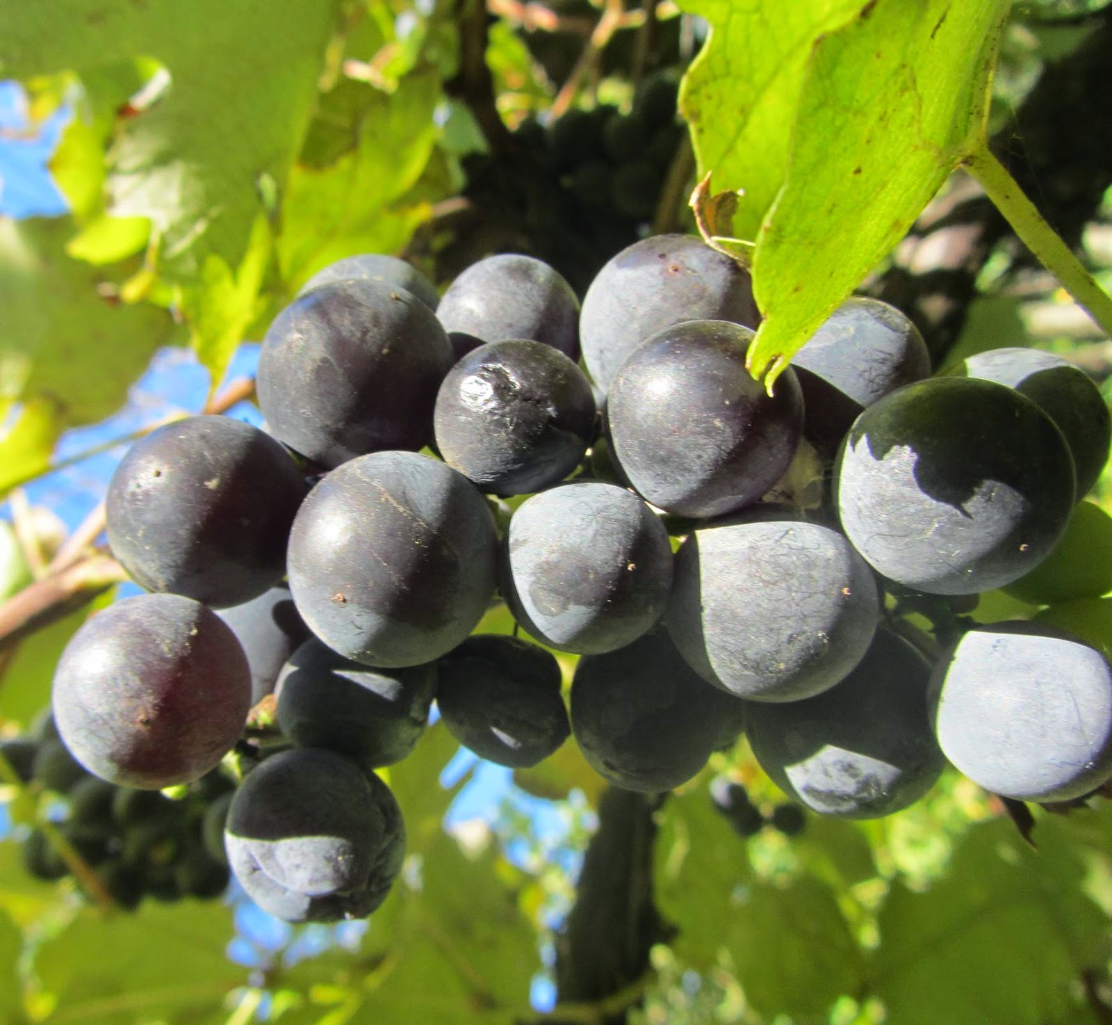 Natalia Levis-Fox and Fast Solutions: My Garden: Indian Summer & Grapes