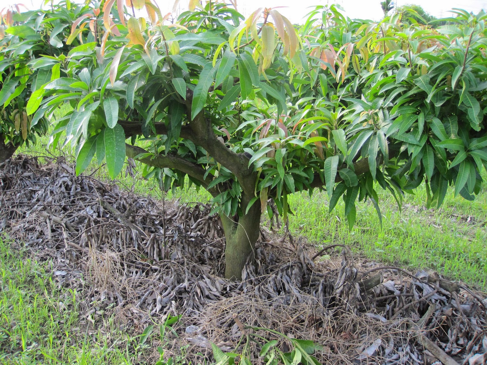 Estudiando Agricultura en Taiwán: Árboles de mango en diversas etapas ...