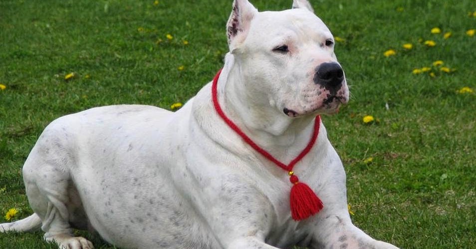 Dogo argentino | WIKI PERROS