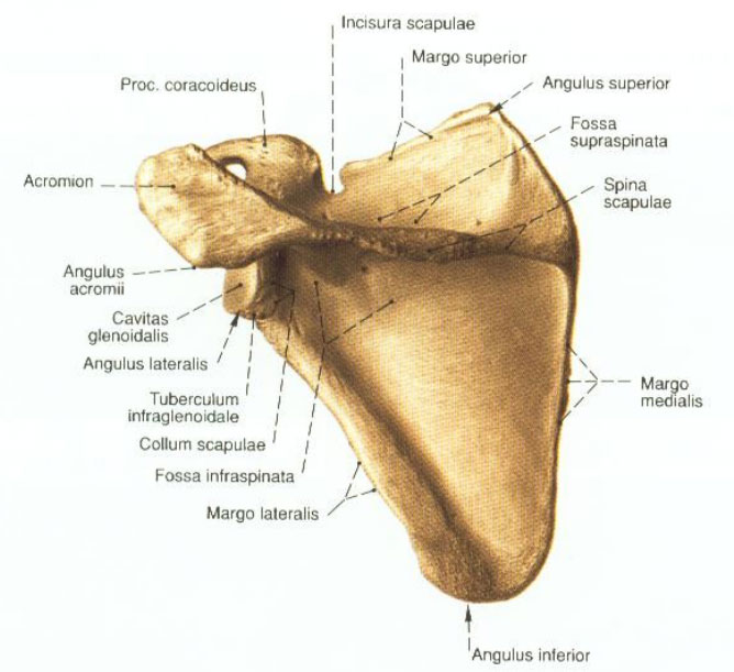 TEKNIK RADIOGRAFI SCAPULA - Radiografer