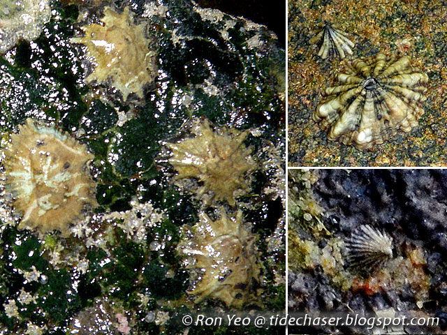 tHE tiDE cHAsER: Marine Snails of Singapore