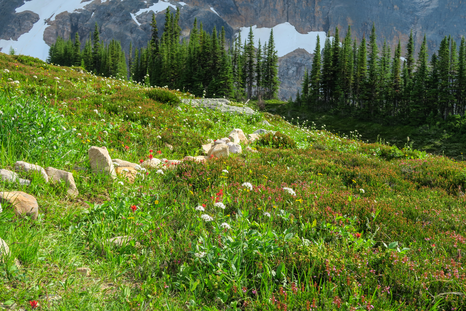 A Map and a Mustang: Marvelous marmots