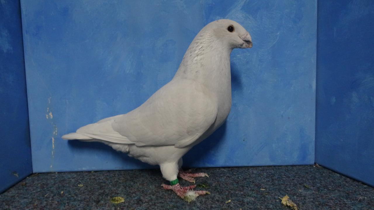 American Show Racer - Pigeons fall