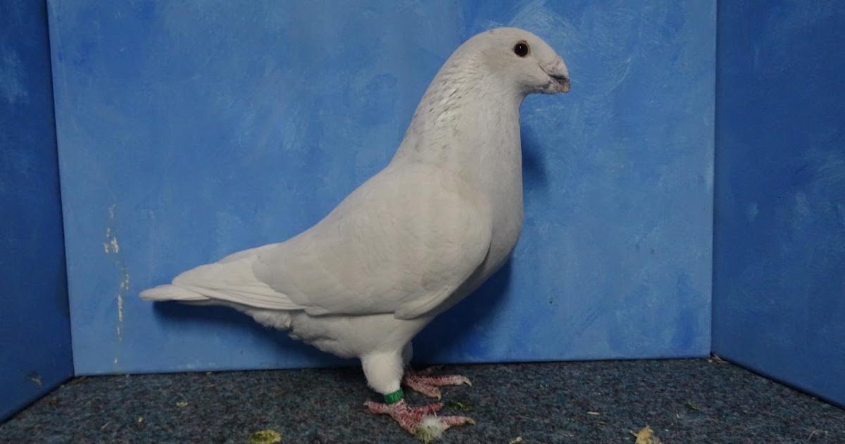 American Show Racer - Pigeons fall