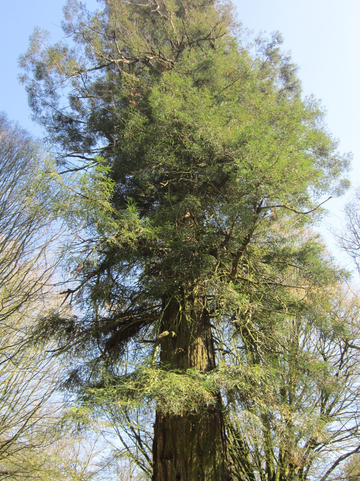 Vraie fiction: Un séquoia