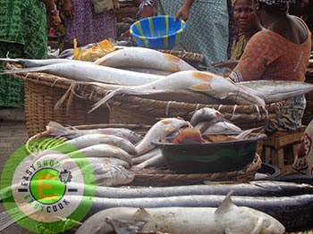 iFoodS - Initiative for Food Safety: MAKOKO FISH MARKET - Sharks ...