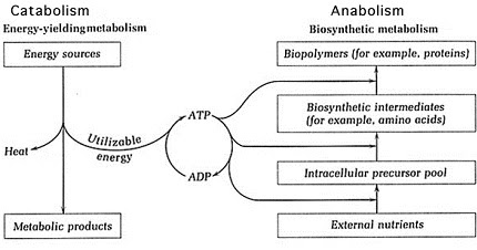 5 Perbedaan Anabolisme dan Katabolisme Dalam Metabolisme | Cara ...
