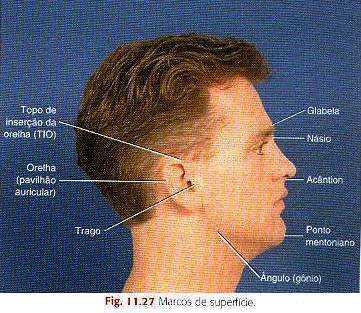 Sintonize na Radiologia: Seios da Face e Cranio