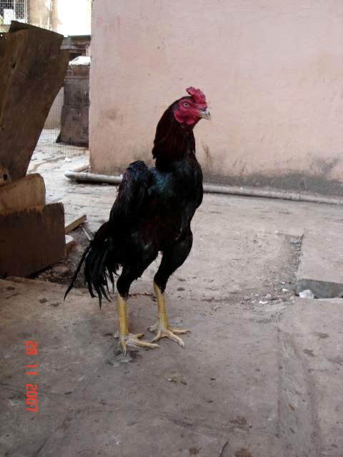 KING GHAZI: Indian Asil