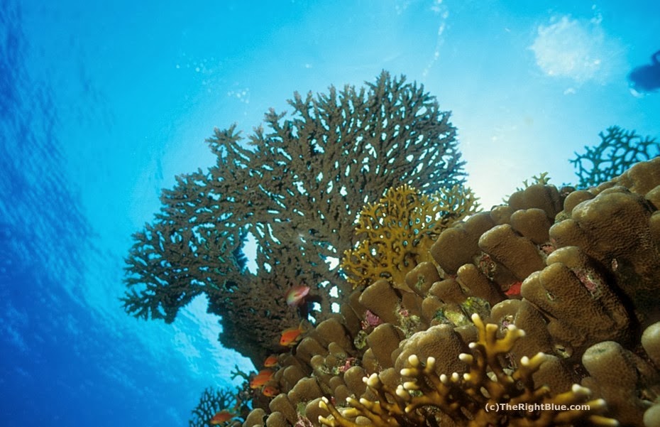 The Right Blue: Stony Corals in the Red Sea