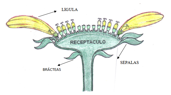Plantas e Flores do Areal: Achillea ageratum L