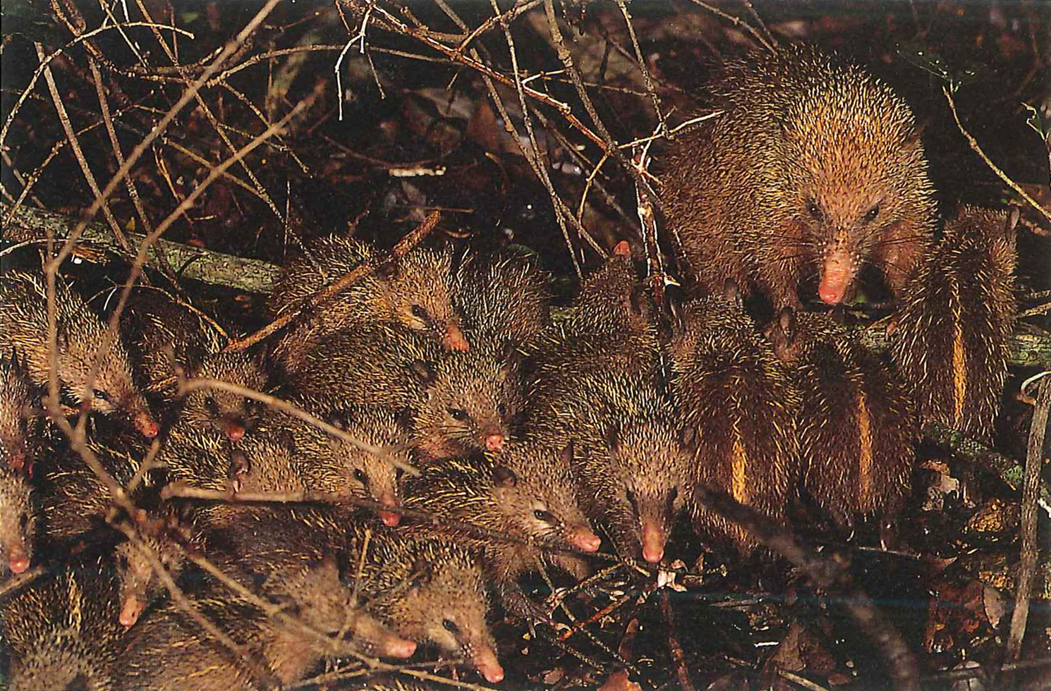 The Evolving Placenta: Litter size in the tailless tenrec and a ...