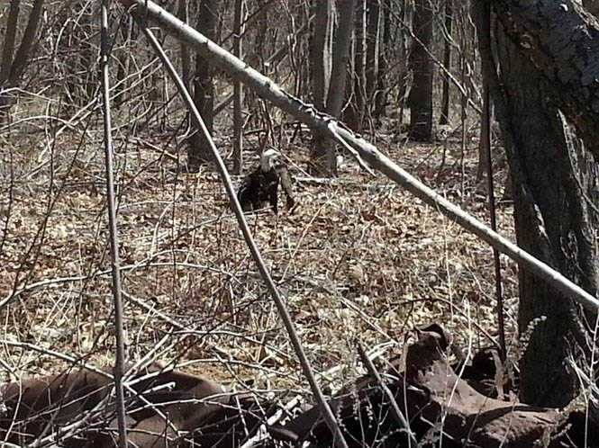 Four legged friends (and enemies): Roxbury Animal Control officer saves ...
