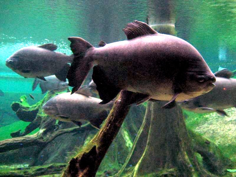 Black Pacu Si Ikan Hitam Bergigi Manusia dari Amazon - Nakama Aquatics