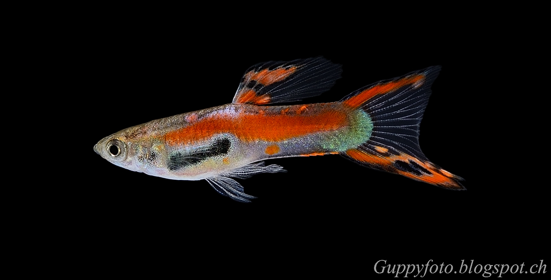 Guppyfoto: Red Scarlet Endler male X Wild Type Guppy