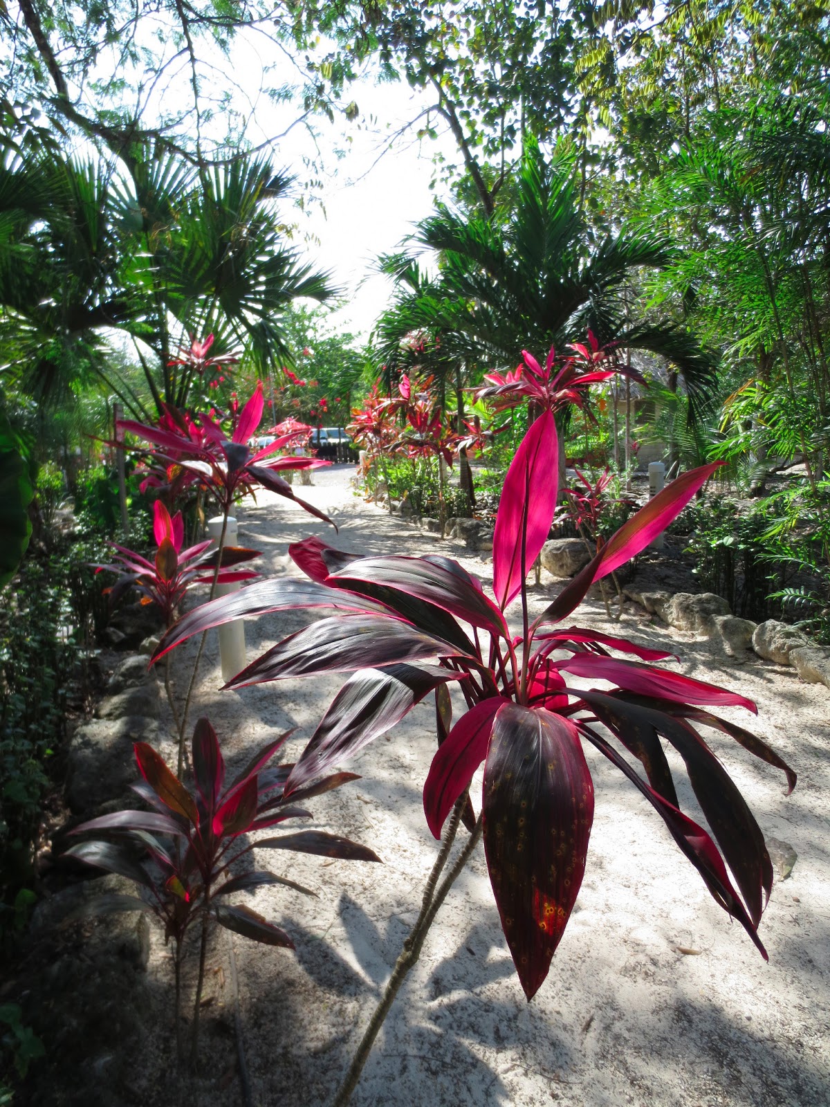 Anemone Times: A Trip to Tulum