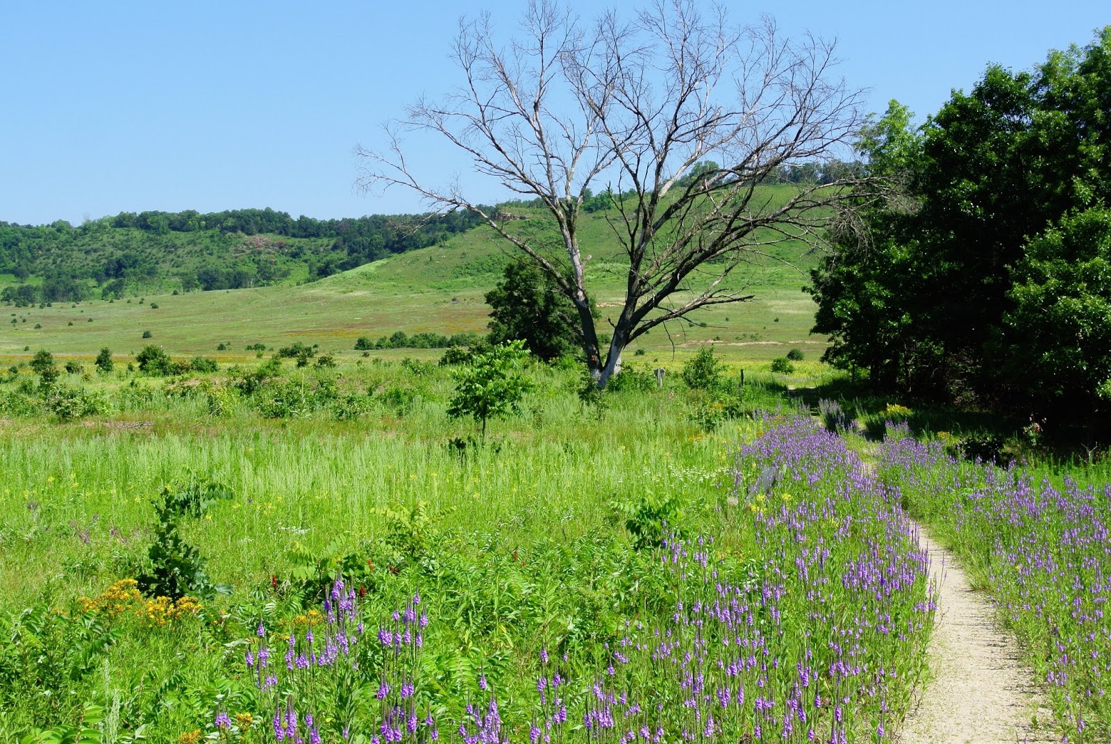 SPEED OF A PLANT: Bearing Witness to Spring Green Preserve