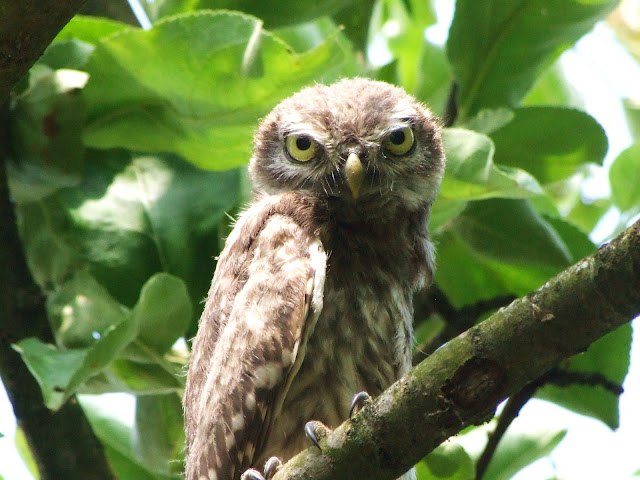 Lumea vieţuitoarelor: Cucuveaua ( Atbene noctua )